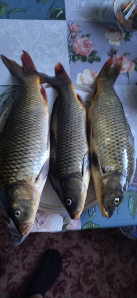 Монофильная леска для рыбалки DUNAEV Feeder_Match_31337, 1 шт. по 150 м купить c доставкой на ...