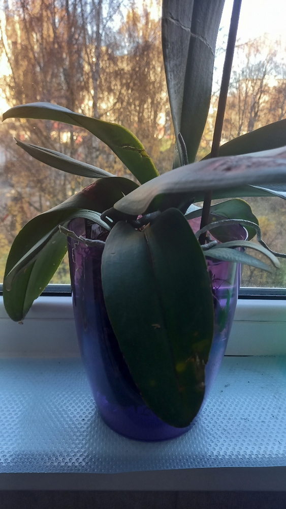 Горшок для орхидеи, кашпо ElfPlast 1.1 л, прозрачно-фиолетовый купить на OZON по низкой цене ...