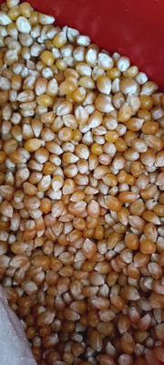 Sun Corn. Кукуруза для попкорна, 800 грамм, в бутылке. - купить с доставкой по выгодным ценам в ...