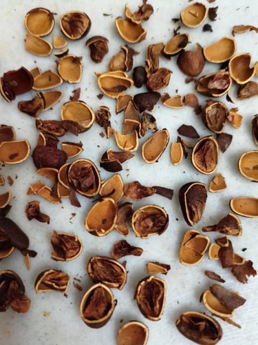 Орех кедровый неочищенный / Кедровый орех в скорлупе / вакуумная ...