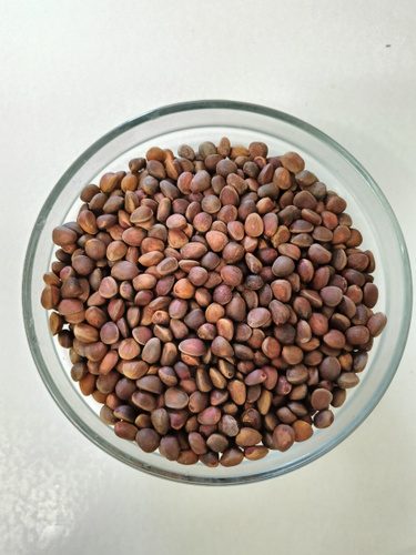 Орех кедровый неочищенный / Кедровый орех в скорлупе / вакуумная ...