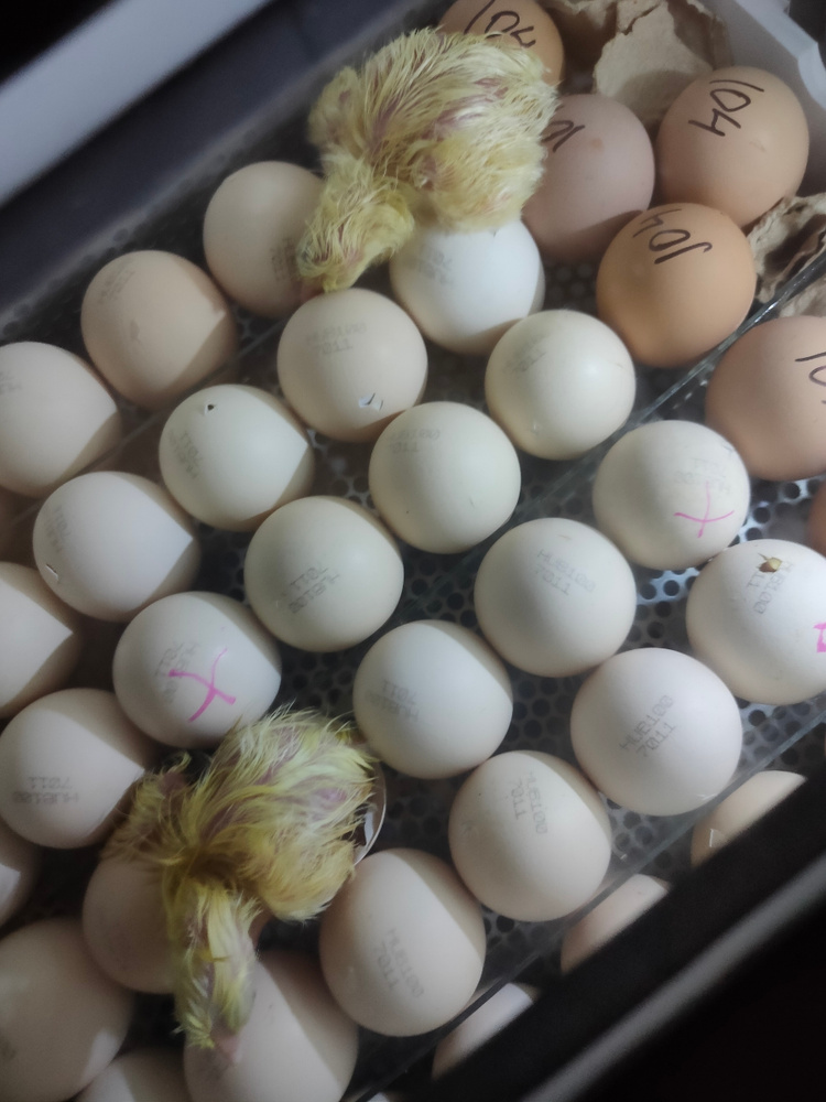 Инкубатор автоматический для яиц OVO-78 (ОВО-78) - купить с доставкой по выгодным ценам в ...