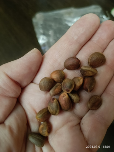 Орех кедровый неочищенный / Кедровый орех в скорлупе / вакуумная ...