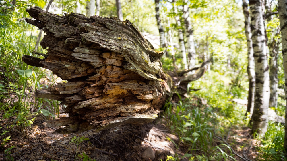 Беззеркальный фотоаппарат Sony ZV-E10 Kit 16-50mm, черный купить на ...